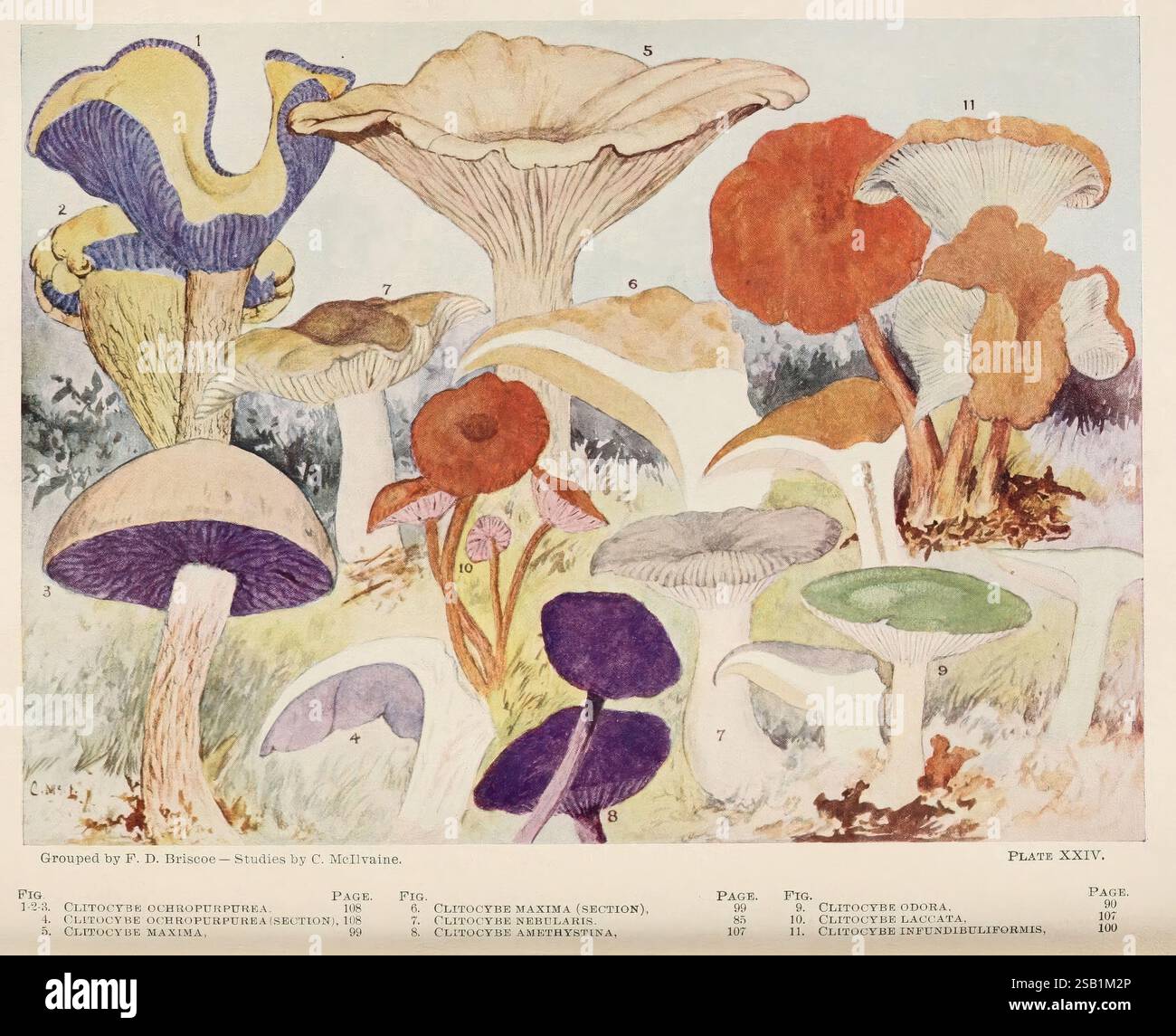Upper section showcases mushrooms hi-res stock photography and images ...