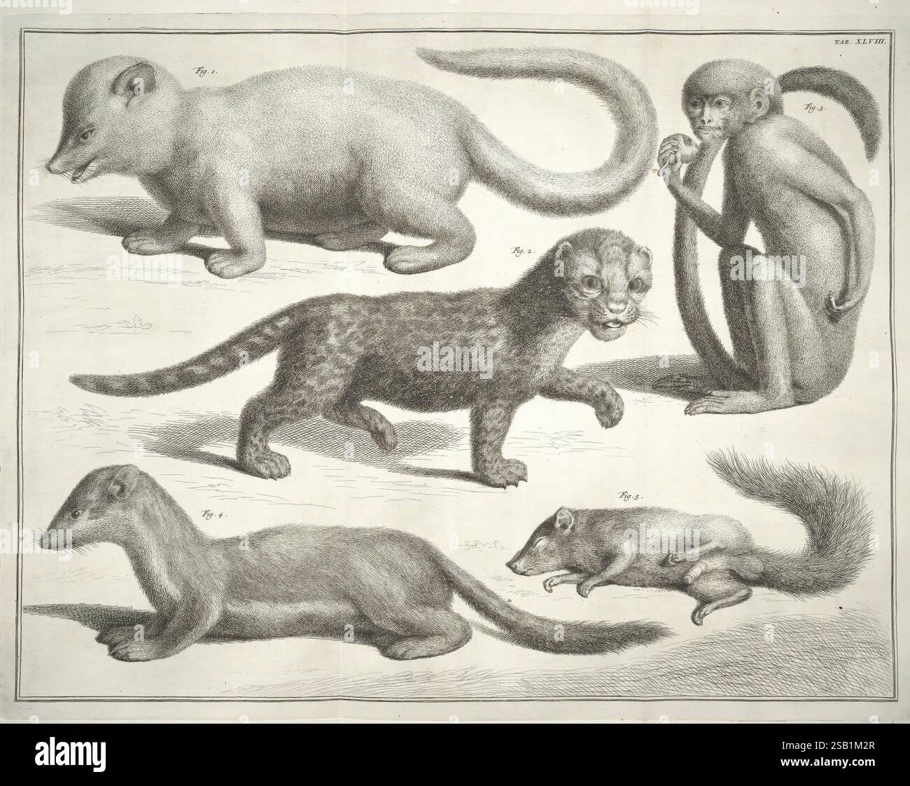 Furry creature resembles hi-res stock photography and images - Alamy