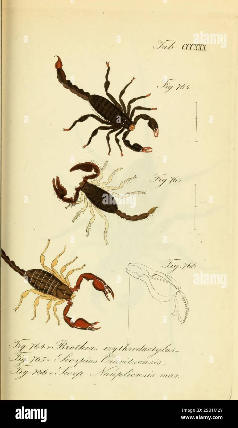 Middle scorpion exhibits hi-res stock photography and images - Alamy