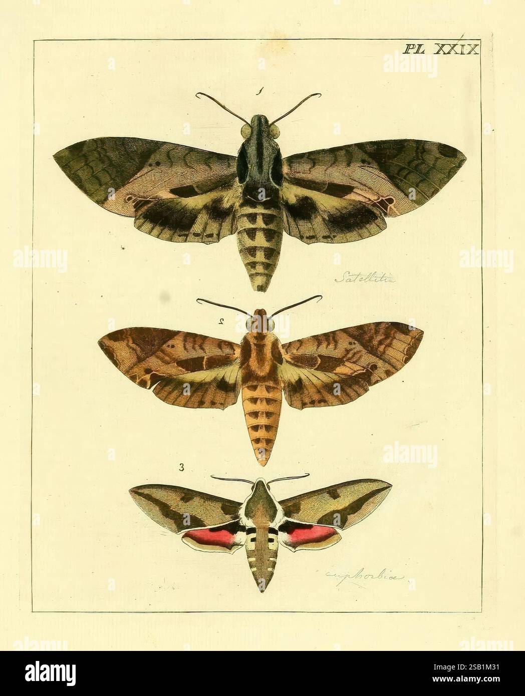 Top moth exhibits hi-res stock photography and images - Alamy