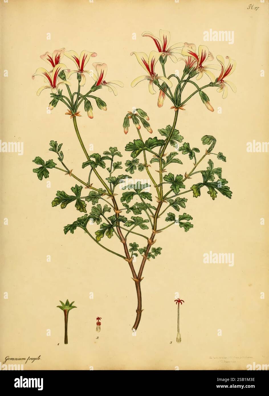 Fine red markings hi-res stock photography and images - Alamy