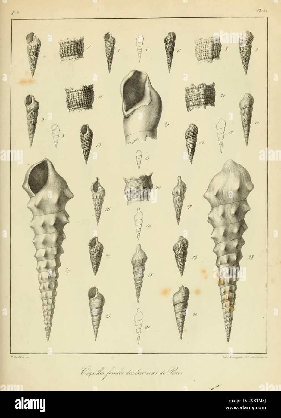 Description des coquilles fossiles des environs de Paris, Paris, L ...