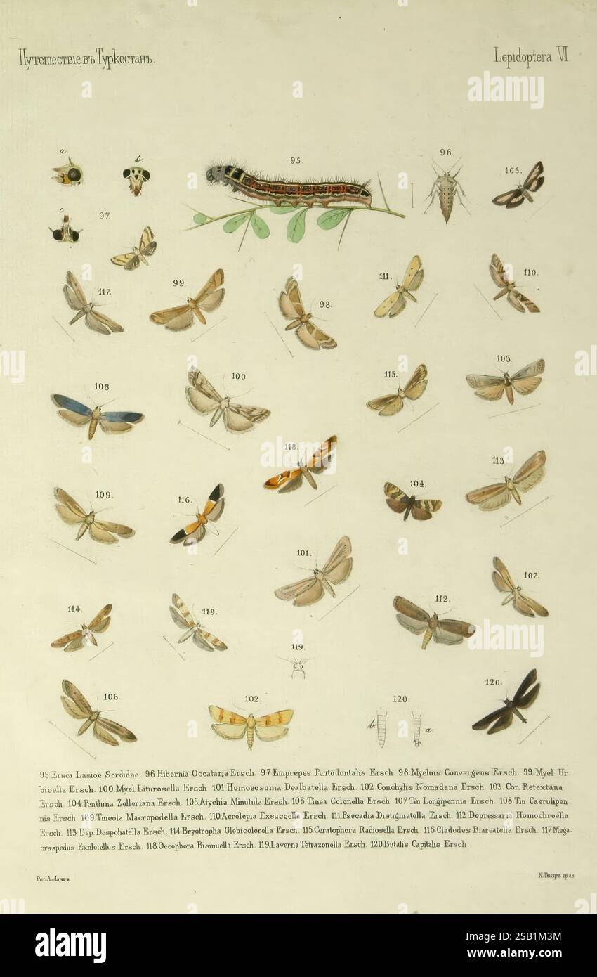 Cheshuekrylyi (Lepidoptera) S.-Peterburg Imp. ob-vo li͡ubiteleĭ ...