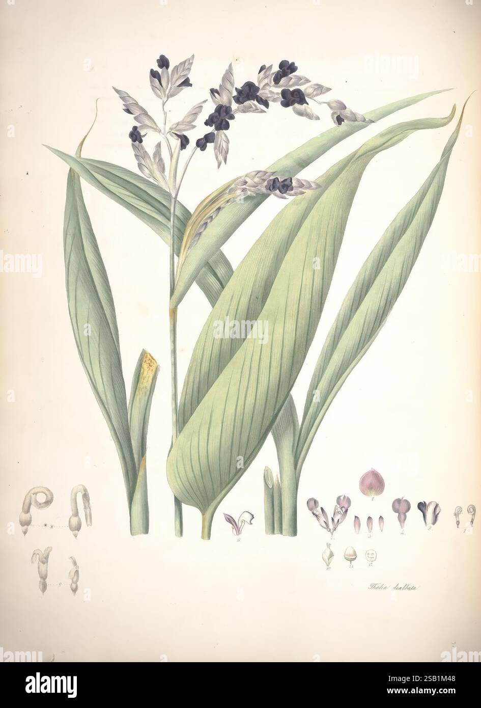 Monandrian plants of the order Scitamineae, Liverpool, George Smith ...