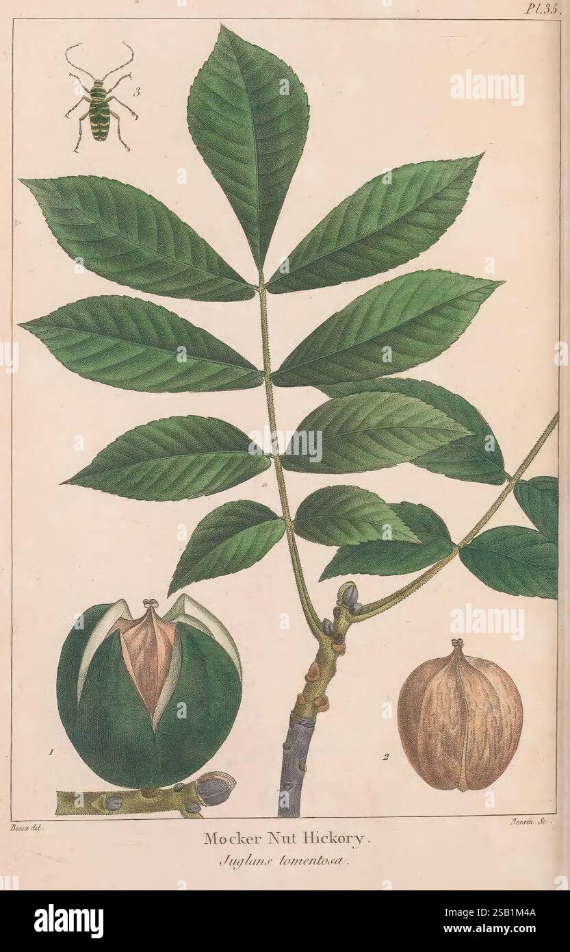 The North American Sylva, Philadelphia, R.P. Smith, 1853, botany, North ...