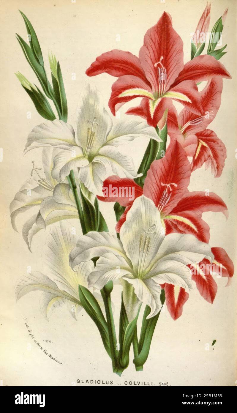 White blooms boast hi-res stock photography and images - Alamy