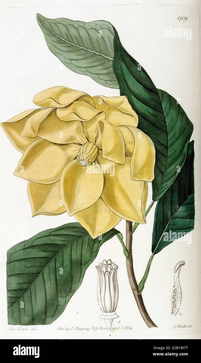 Plant introduction plants ornamental 81 sarah ann drake 2 women hi-res ...