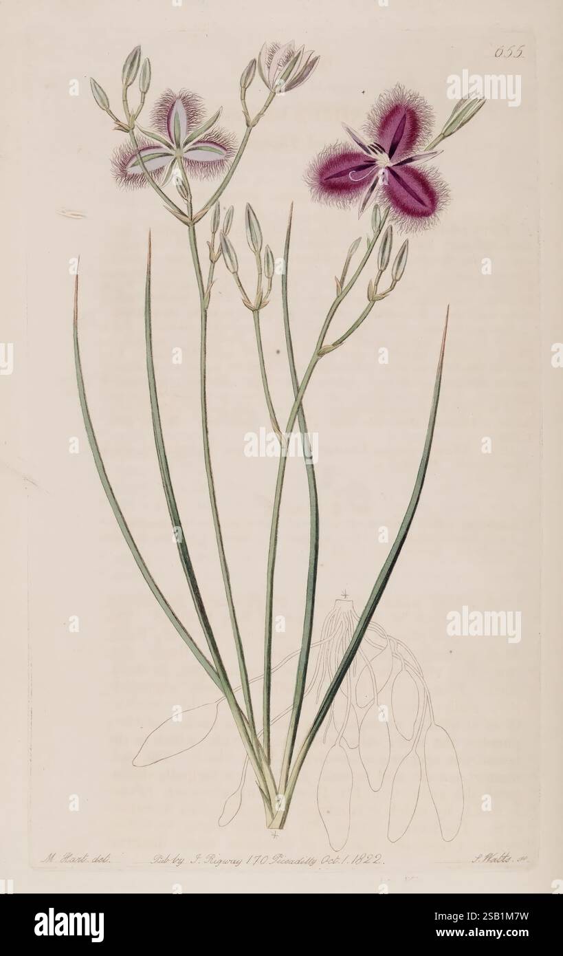The Botanical Register, London, Printed for James Ridgway, 1815-1828 ...