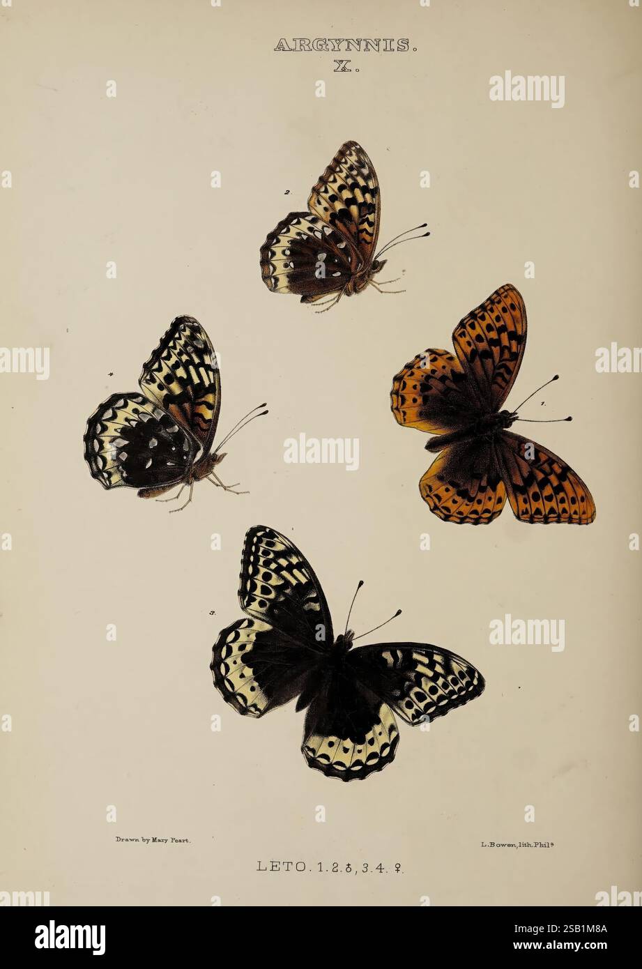 Artistic representation of entomological specimens hi-res stock photography and images - Alamy