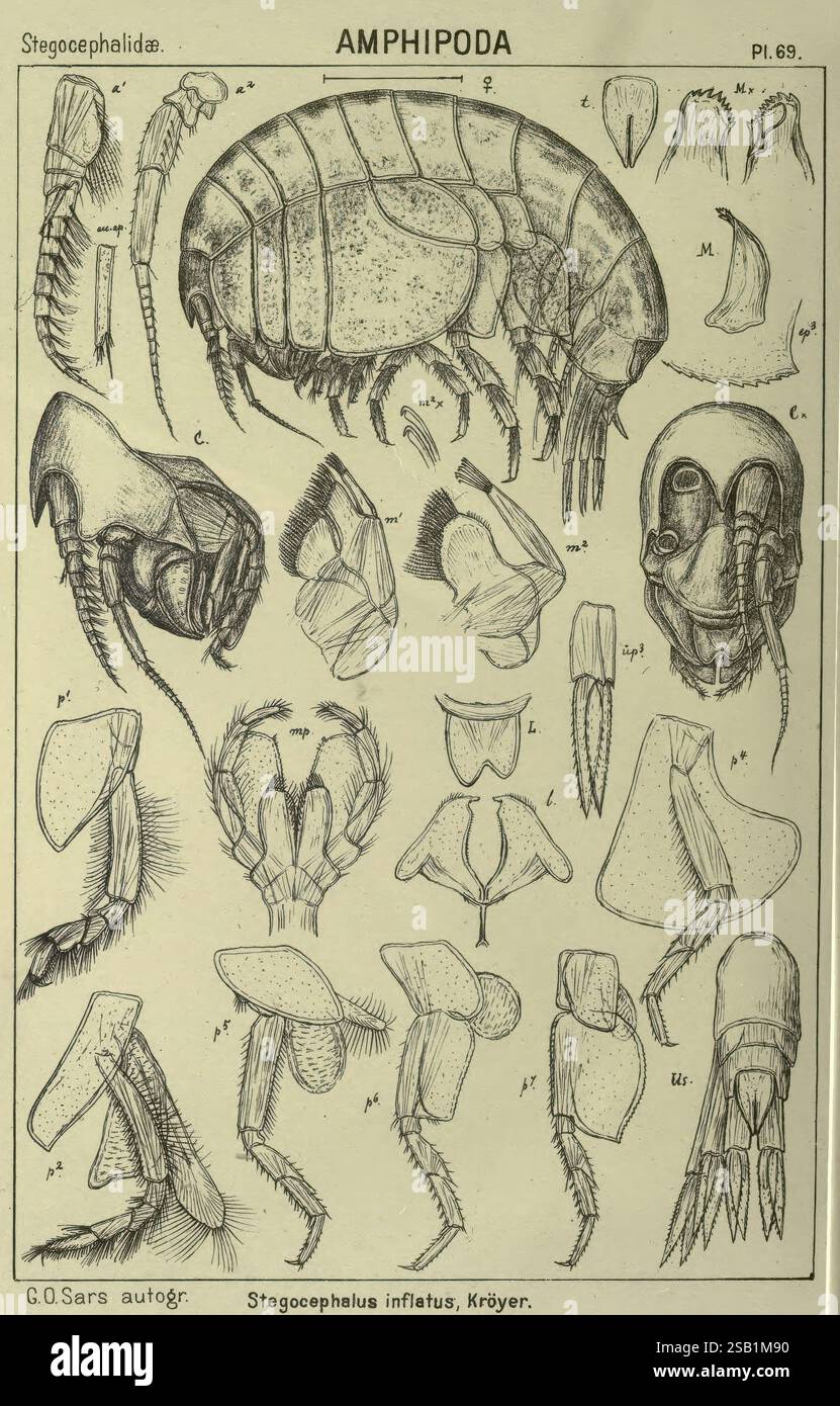 Stegocephalid amphipod highlights hi-res stock photography and images ...