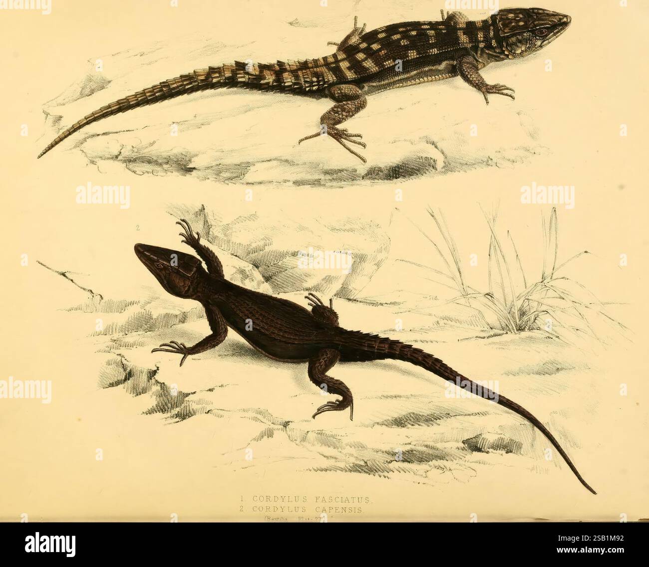 Prominent dorsal pattern hi-res stock photography and images - Alamy