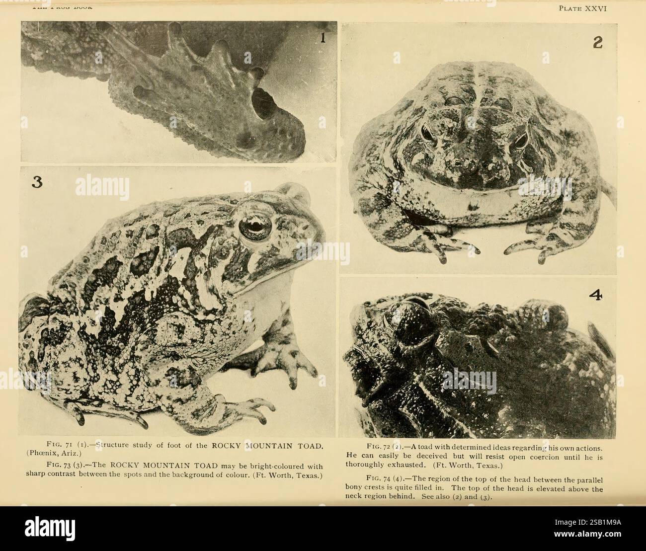 The frog book New York,1907, amphibians, North America, toads, Rocky ...