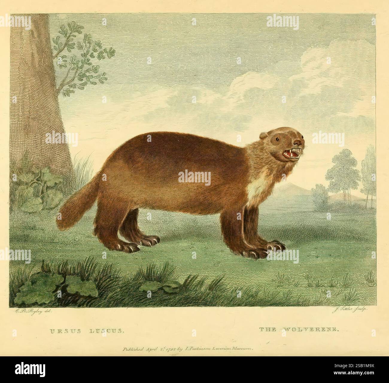 Musei Leveriani explicatio, anglica et latina, London, Impensis Jacobi ...