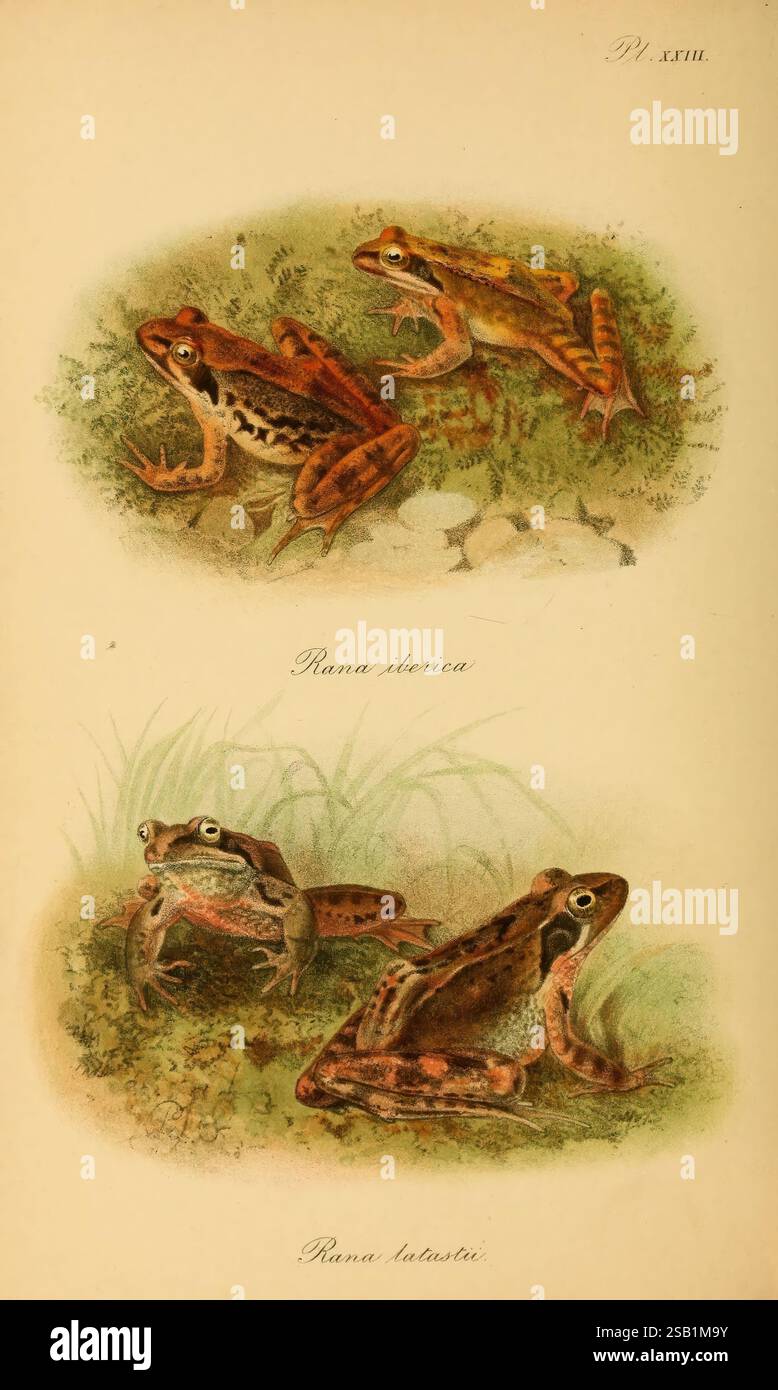 Showcasing elongated limbs hi-res stock photography and images - Alamy