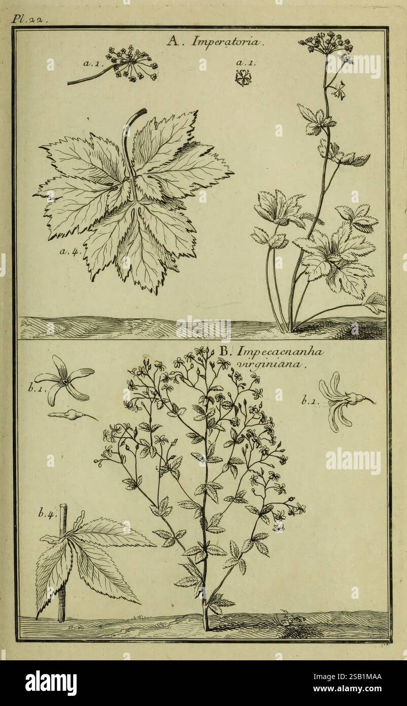 Spirea trifoliata hi-res stock photography and images - Alamy