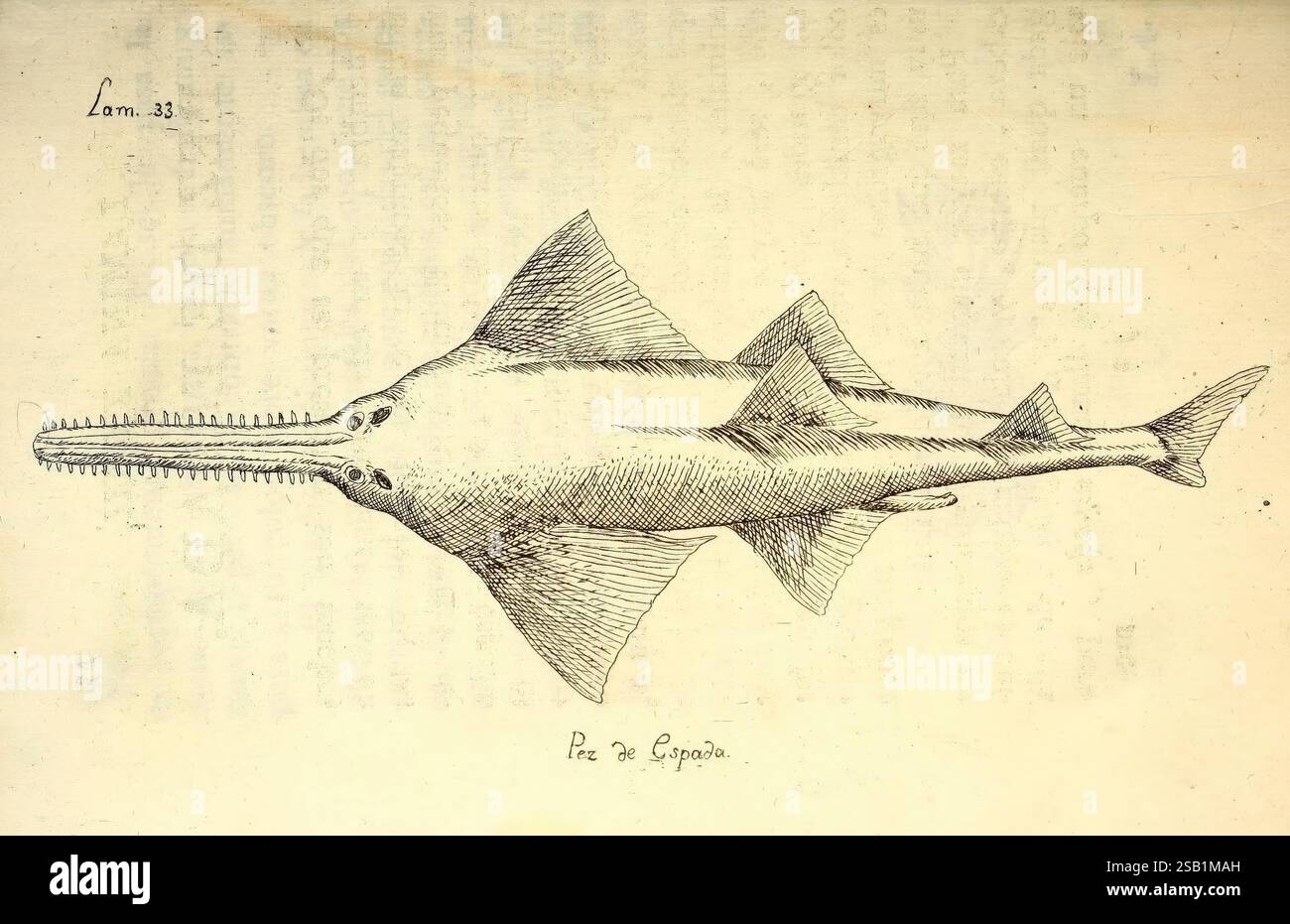 Pez de espada hi-res stock photography and images - Alamy