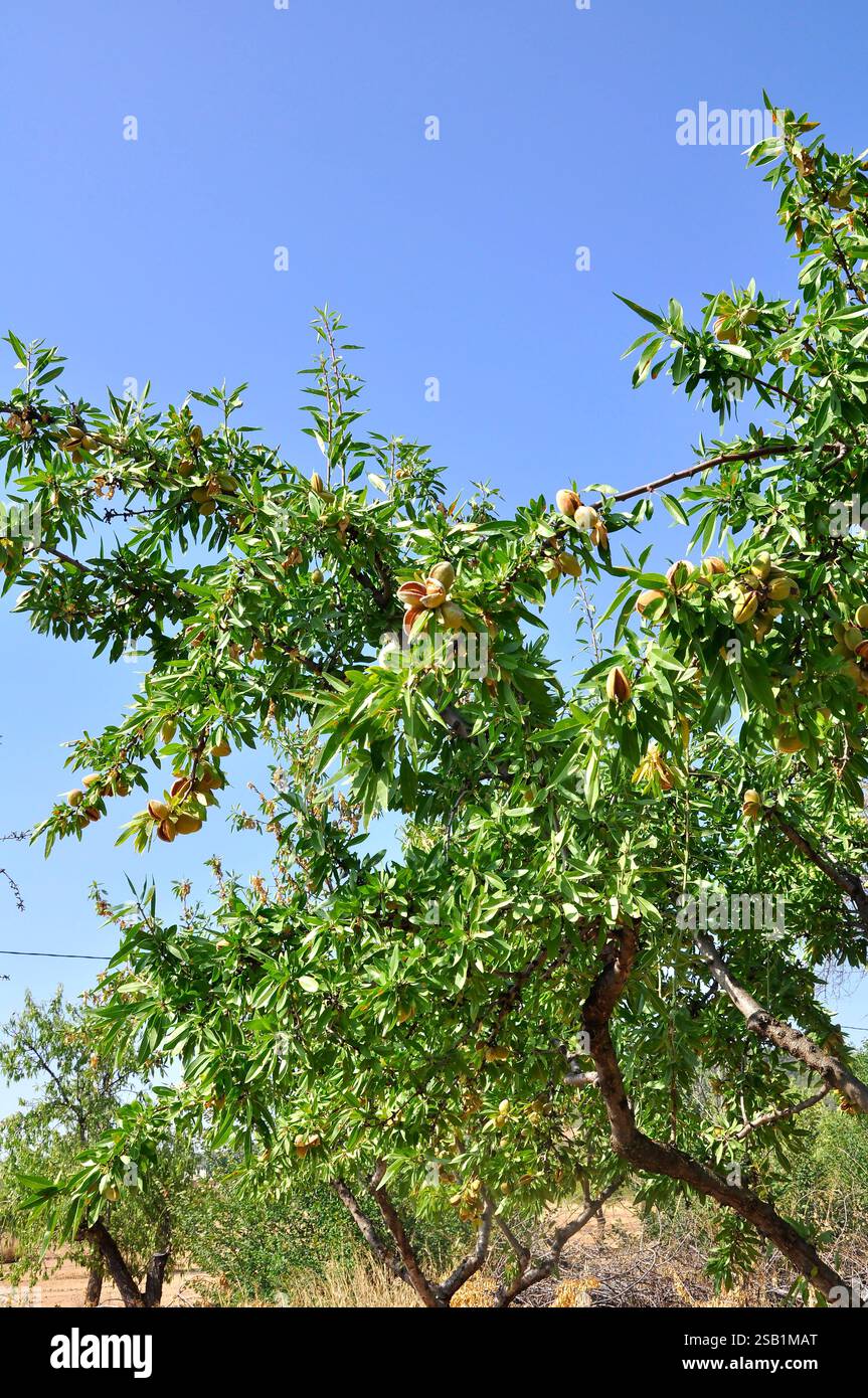 Almonds growing on the branches, almond tree Prunus dulcis in ...
