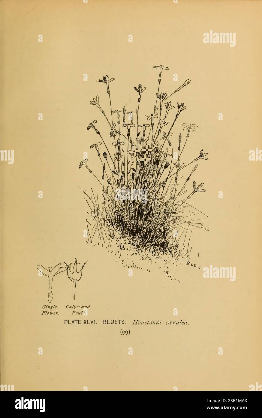 A guide to the wild flowers New York 1899 United States Wildflowers ...