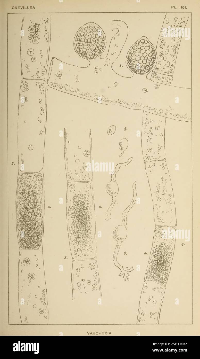 Illustration depicts various microscopic structures hi-res stock ...