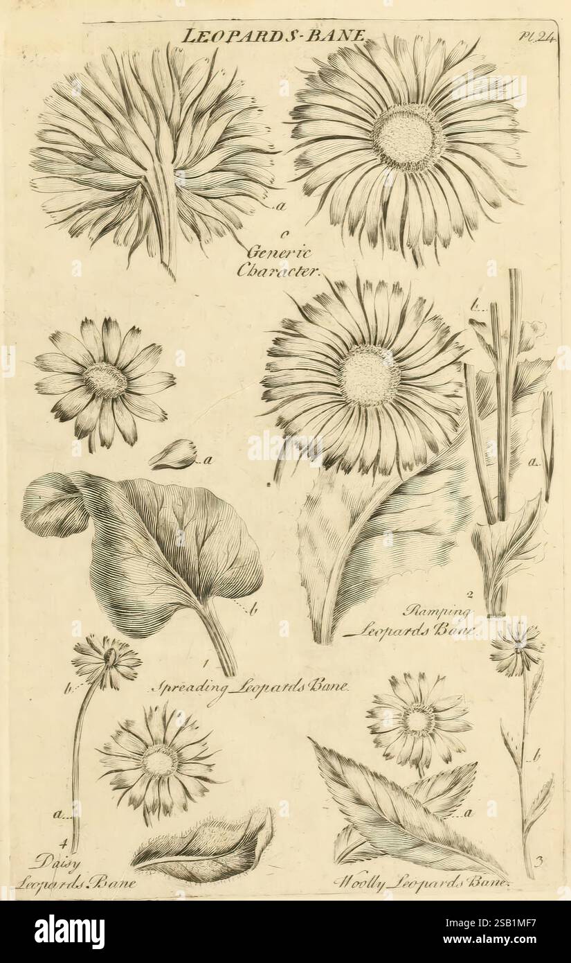 Detailed drawings of different stages of growth hi-res stock ...