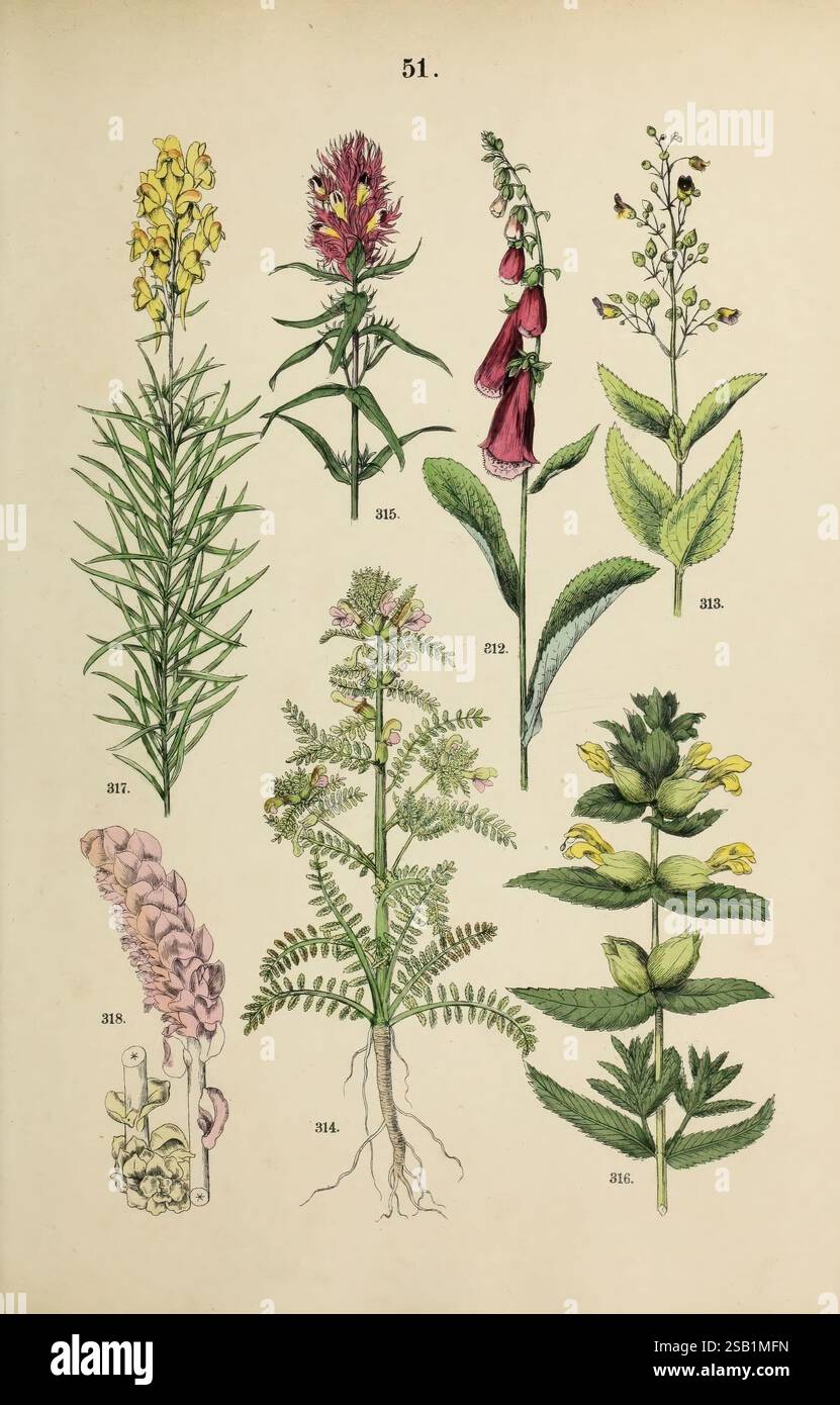 Pflanzen-Atlas, Linné'schen, System, Stuttgart, Jul, Hoffmann, 1881 ...