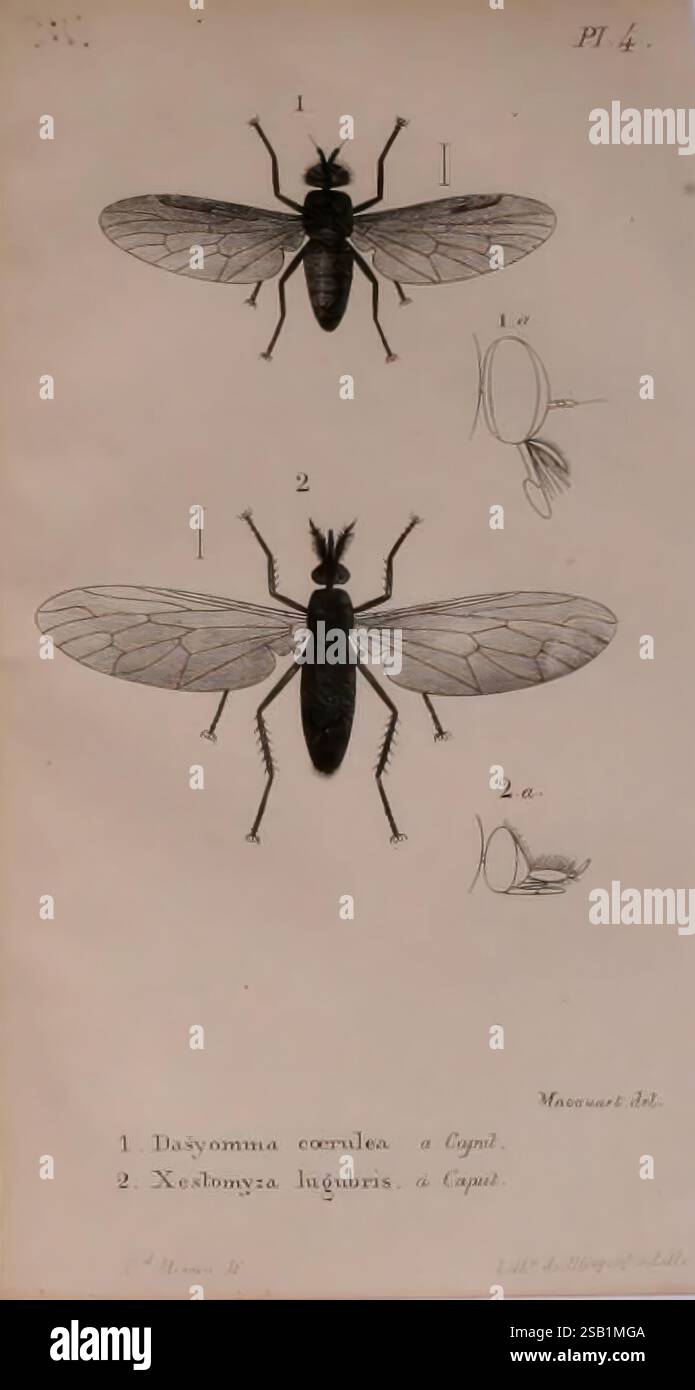 Diptères Exotiques Nouveaux Ou Peu Connus Paris Roret 1838-1843 Diptera ...