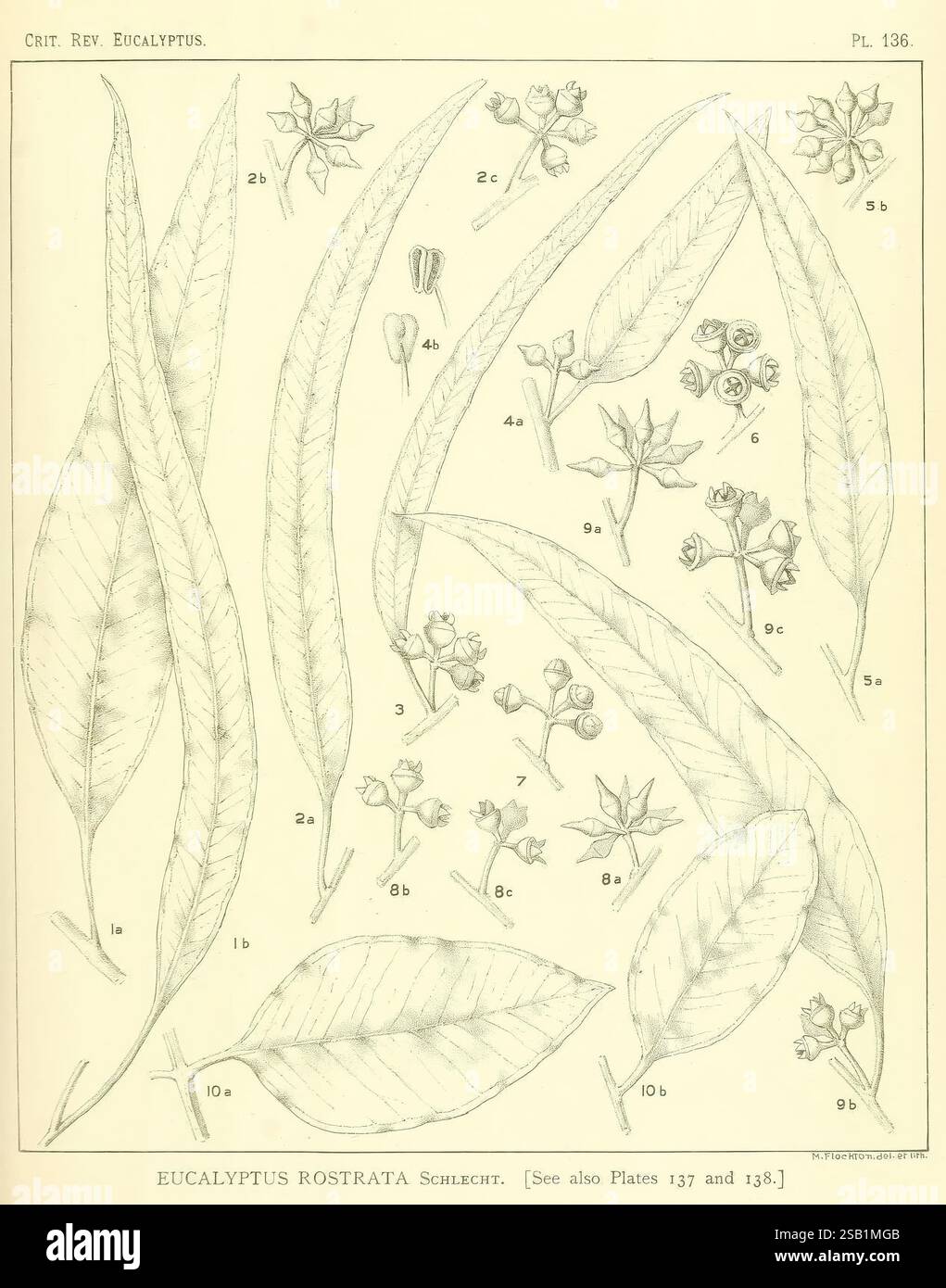 A critical revision of the genus Eucalyptus, Sydney, Gullick, 1903-1933 ...