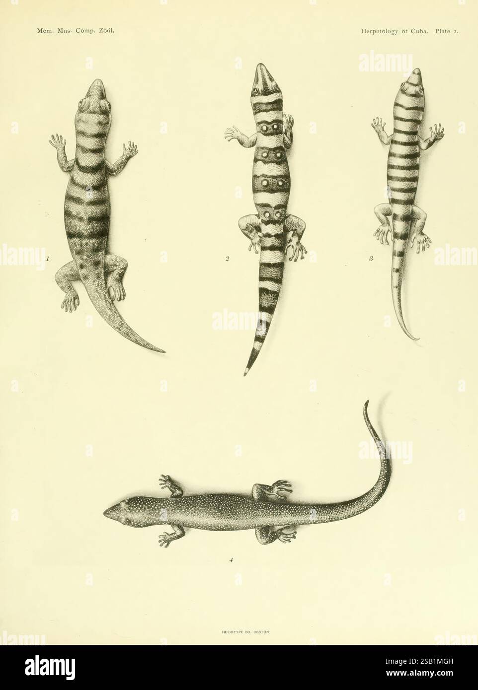 The herpetology of Cuba Cambridge, 1919. Cuba, reptiles, Museum of ...