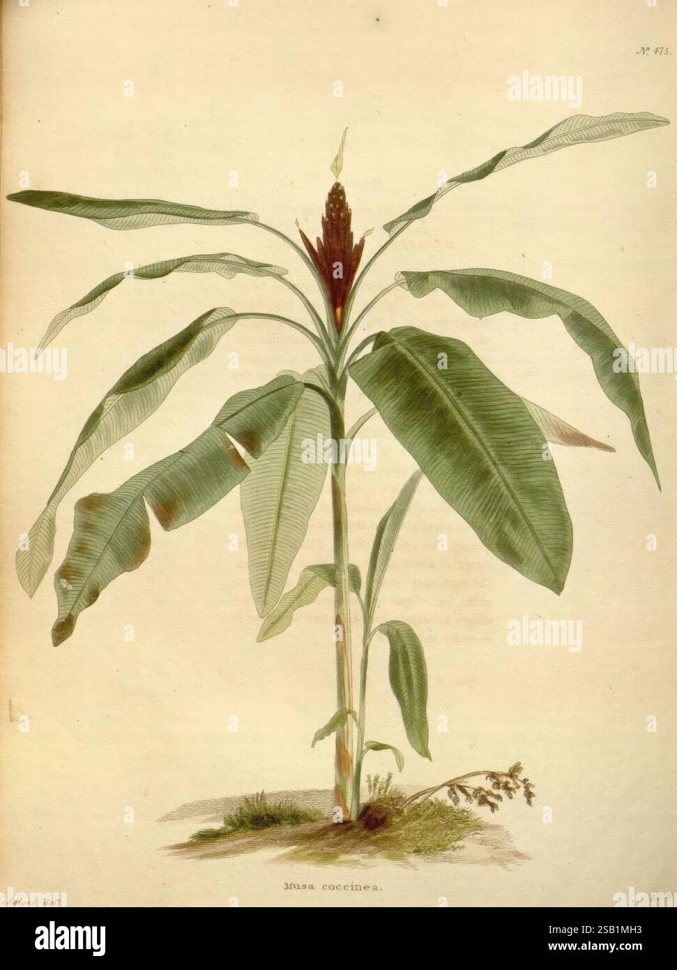 The Botanical Cabinet London John Arthur Arch 1817-1833, A detailed ...
