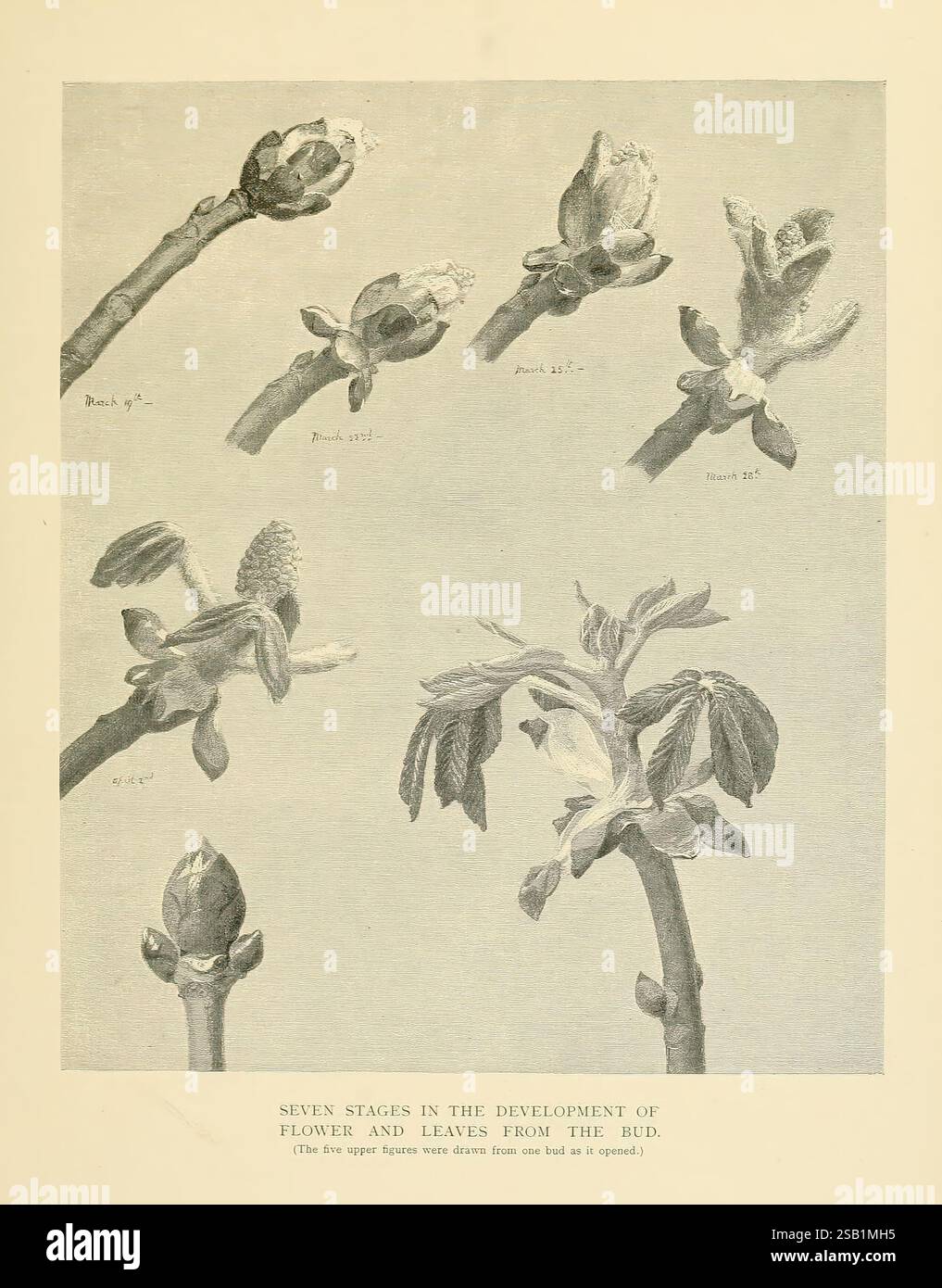 British, trees, London, Hutchinson, 1907, Great Britain, trees, The ...