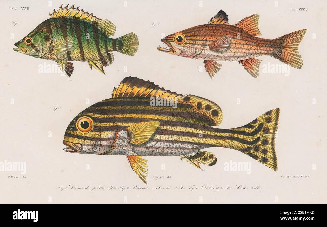 Artwork features three distinct fish species hi-res stock photography ...