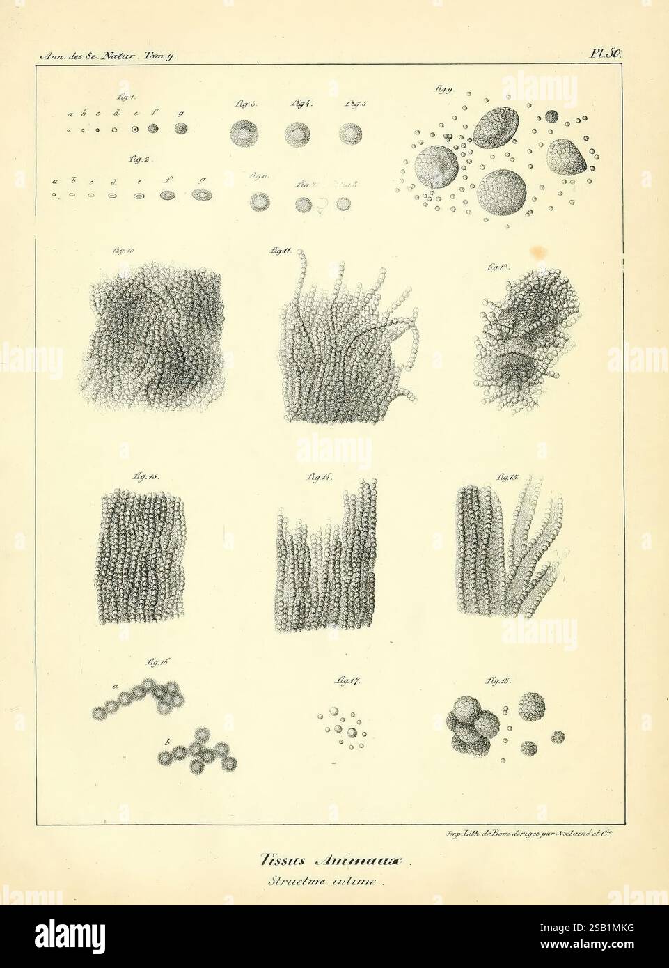 Diverse cellular forms hi-res stock photography and images - Alamy