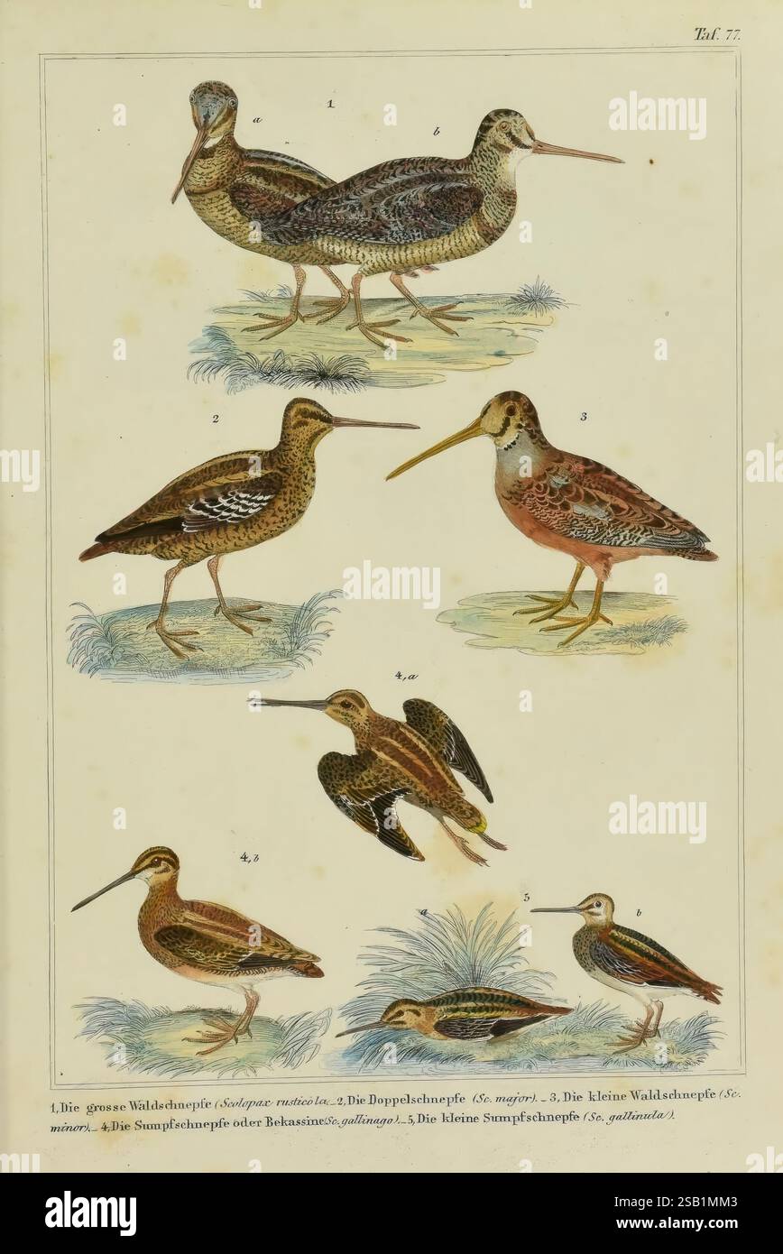 Top row showcases three species hi-res stock photography and images - Alamy