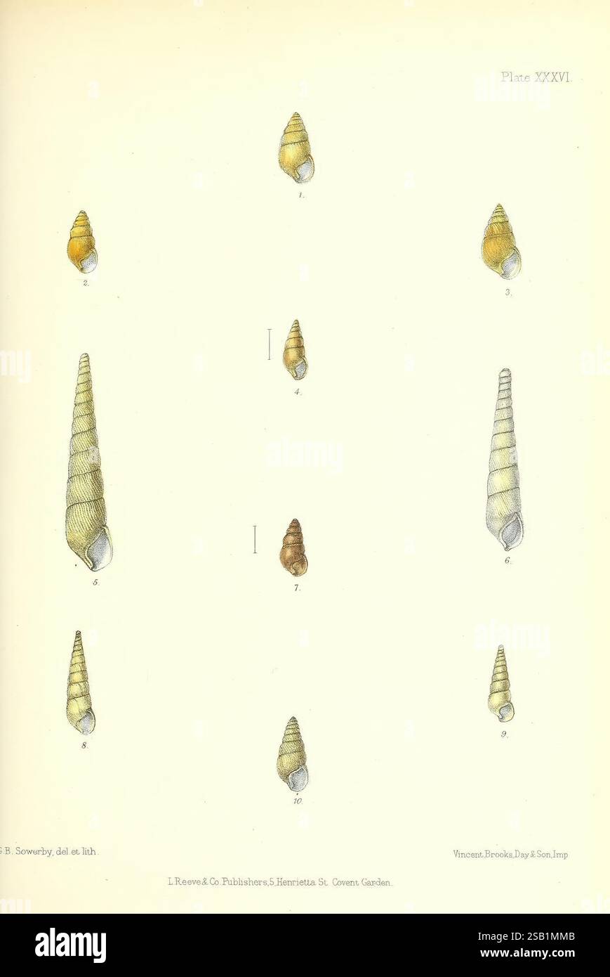 Seventh specimen features hi-res stock photography and images - Alamy