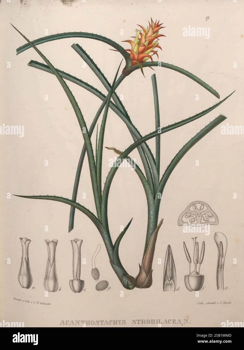 Elongated green vessels hi-res stock photography and images - Alamy