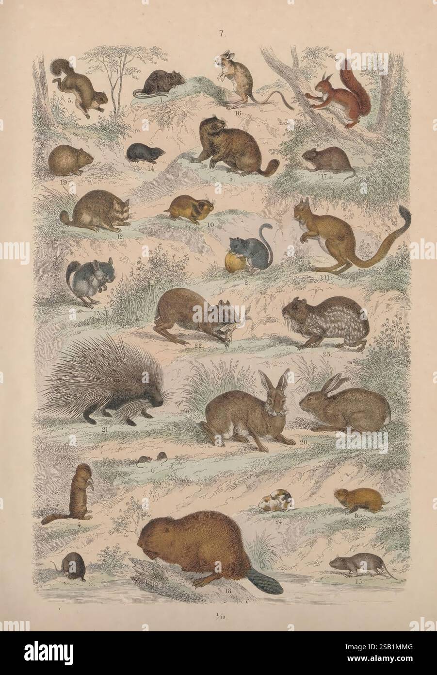 Distribucion geografica de animales y plantas hi-res stock photography ...
