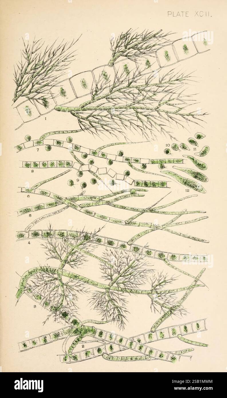 Elongated tubular forms hi-res stock photography and images - Alamy