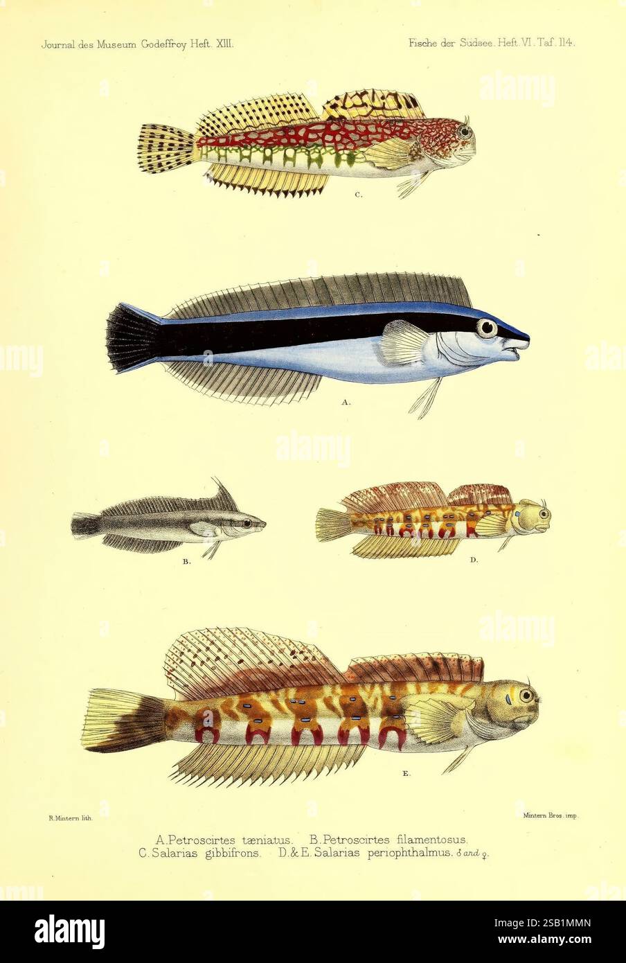 Andrew Garrett's Fische der Südsee Hamburg L. Friederichsen & Co. 1873 ...