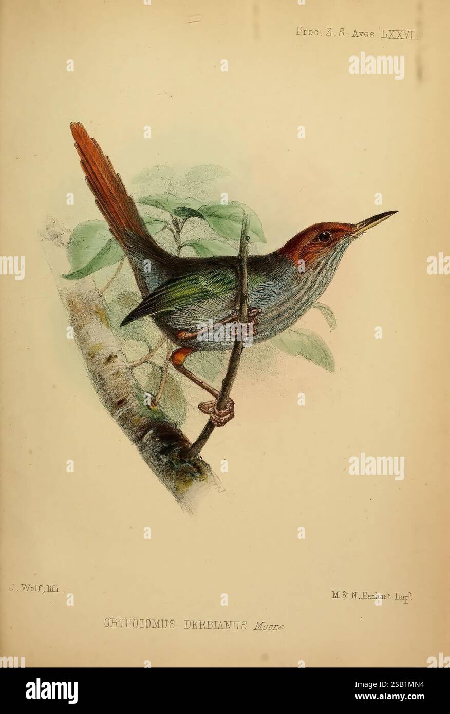 Orthotomus derbianus hi-res stock photography and images - Alamy