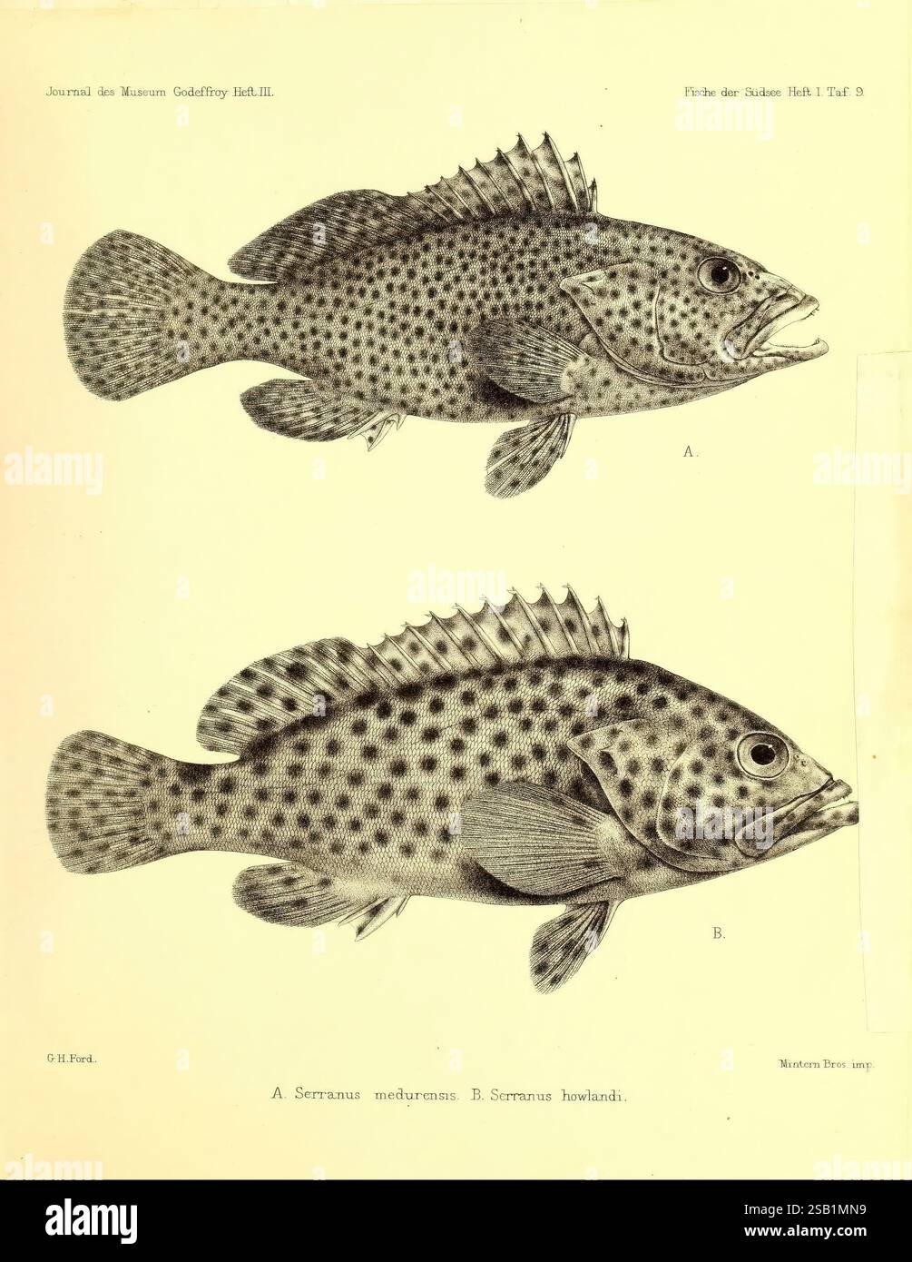 Serranid fish hi-res stock photography and images - Alamy