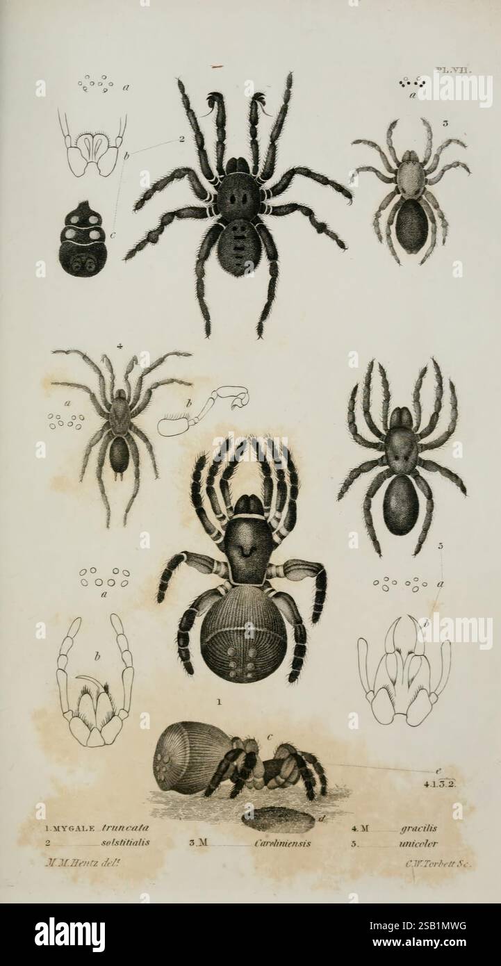 Various spider body parts hi-res stock photography and images - Alamy