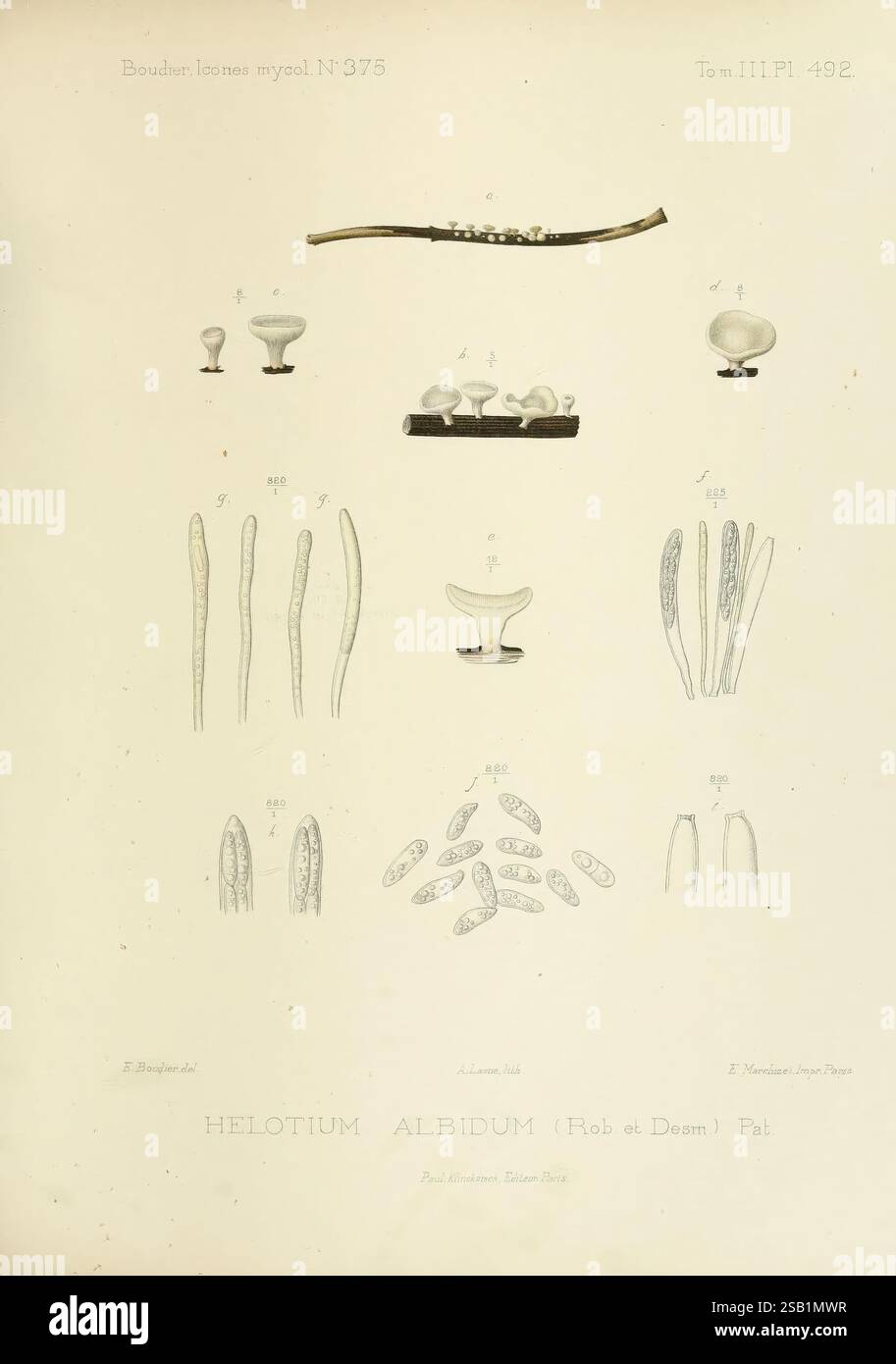 Understanding fungal diversity hi-res stock photography and images - Alamy
