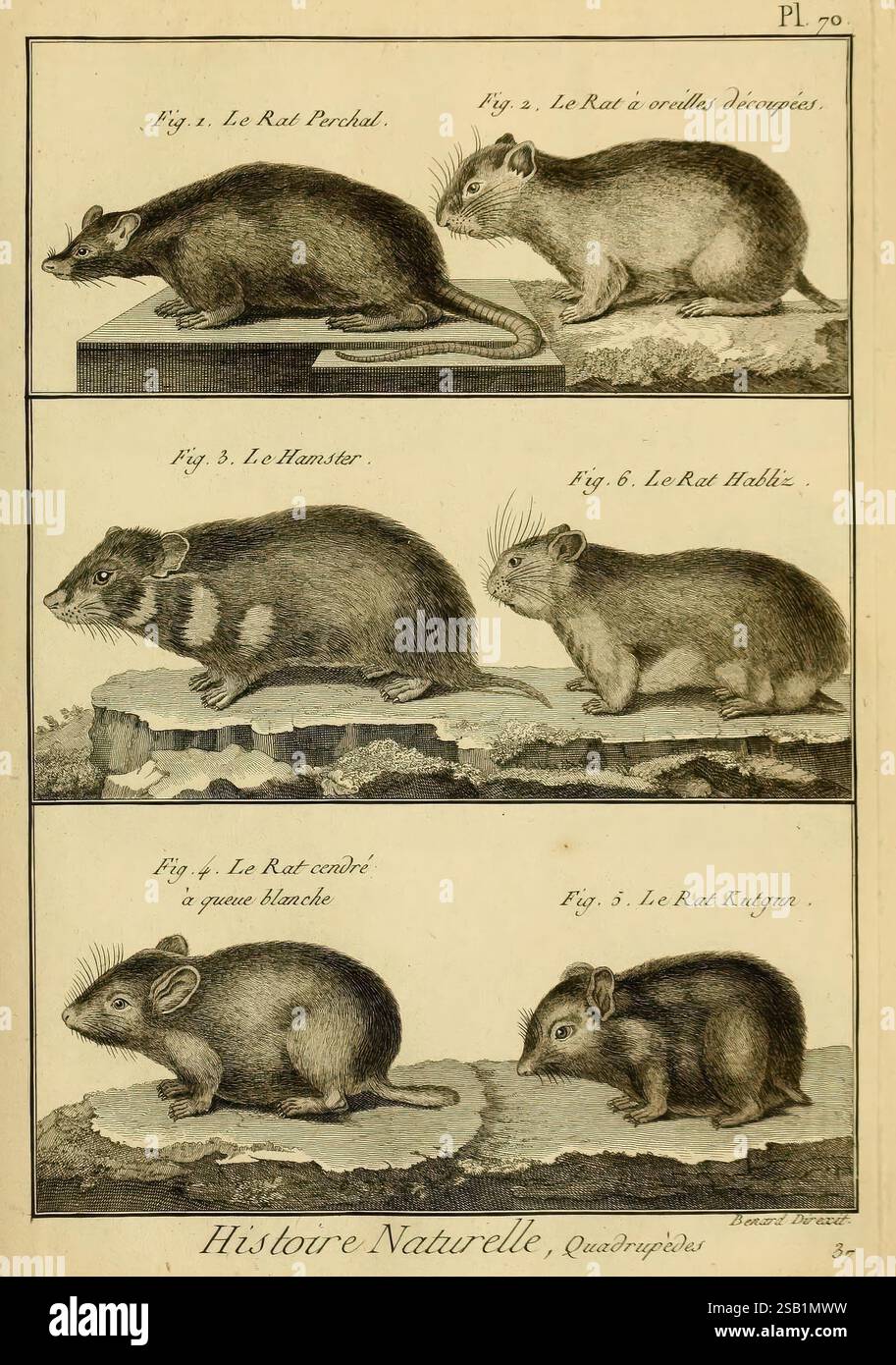 Various small rodents hi-res stock photography and images - Alamy