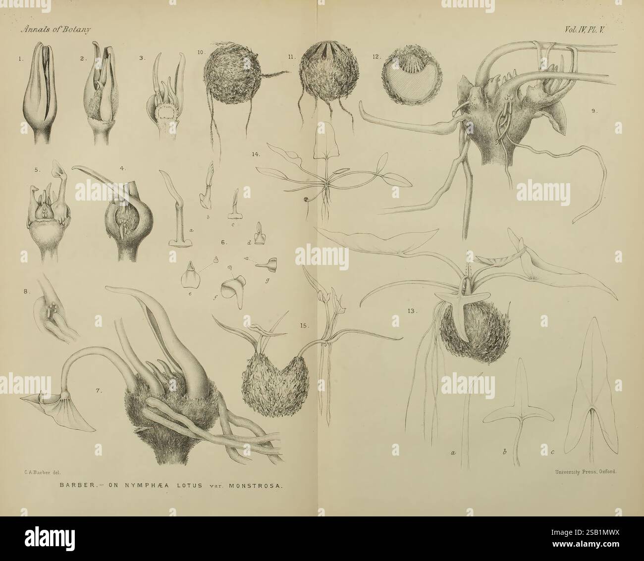 Annals of Botany, London, Botany, Periodicals, Plants,, This detailed ...