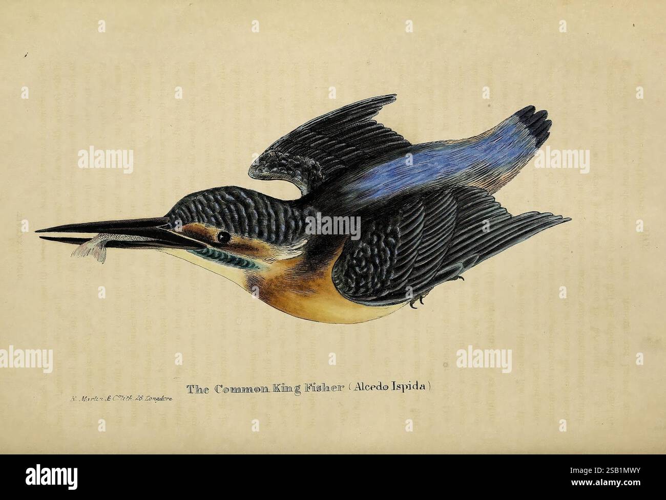 The Naturalist London, R. Groombridge, 1837-1839, natural history ...