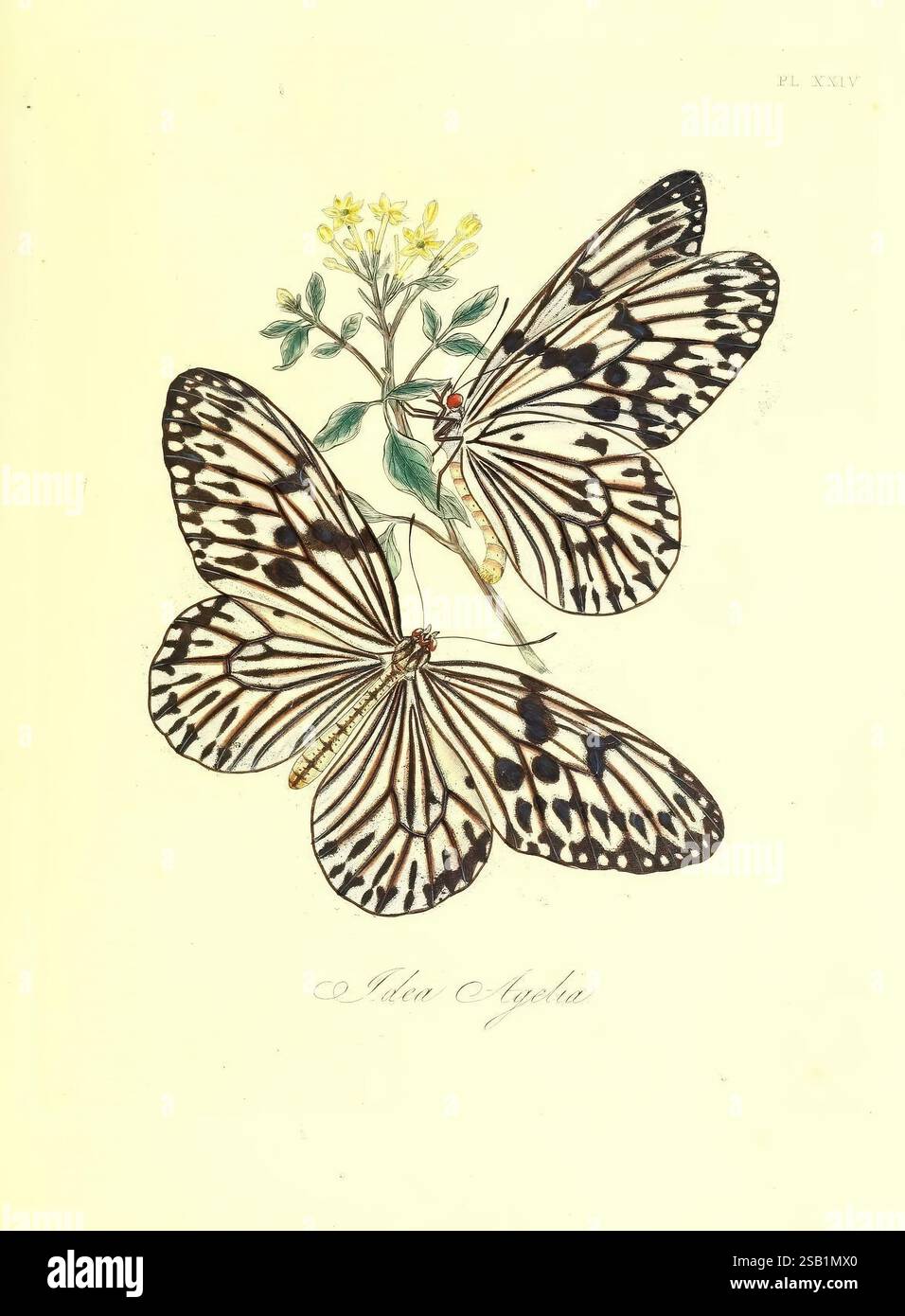 Natural history of the insects of India 1842, India, Insects, Idea ...