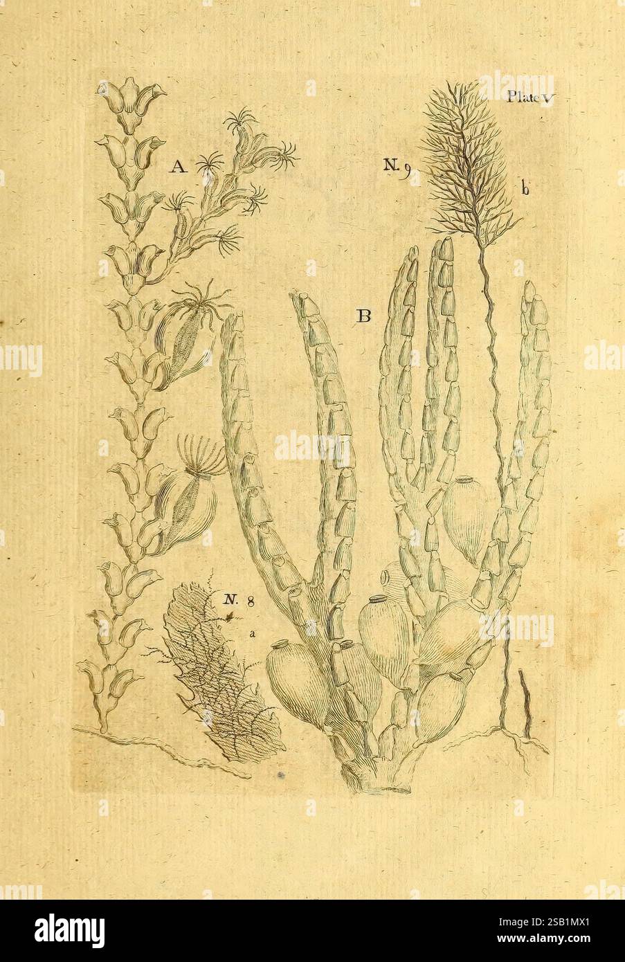 Robust structure labeled hi-res stock photography and images - Alamy