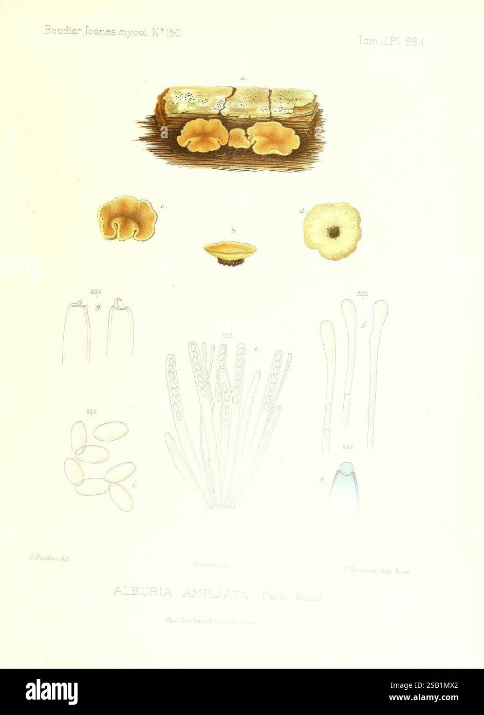 Fungal species aleuria ampliata hi-res stock photography and images - Alamy