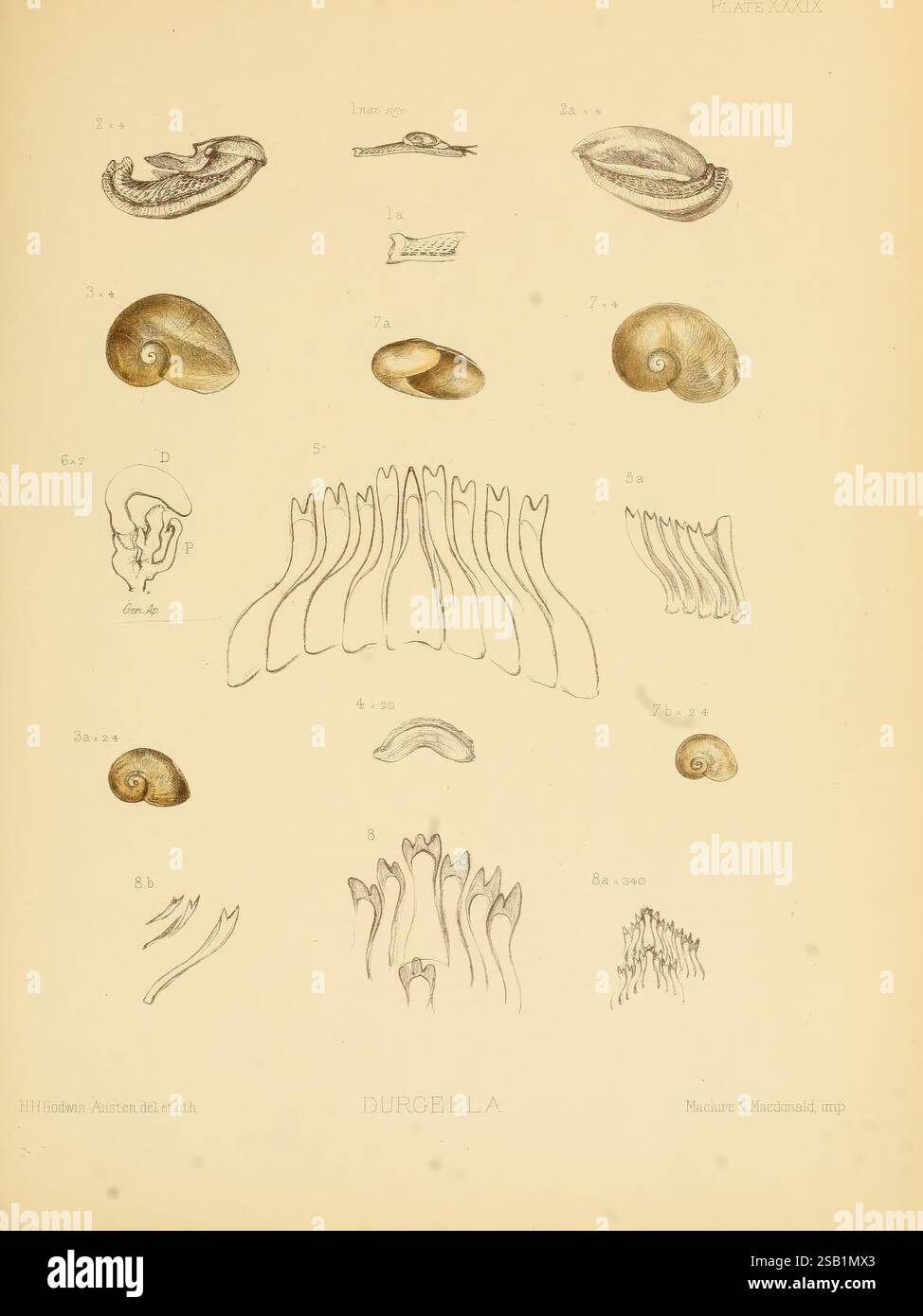 Land, and, freshwater, Mollusca, of, India, London, Taylor and, Francis ...