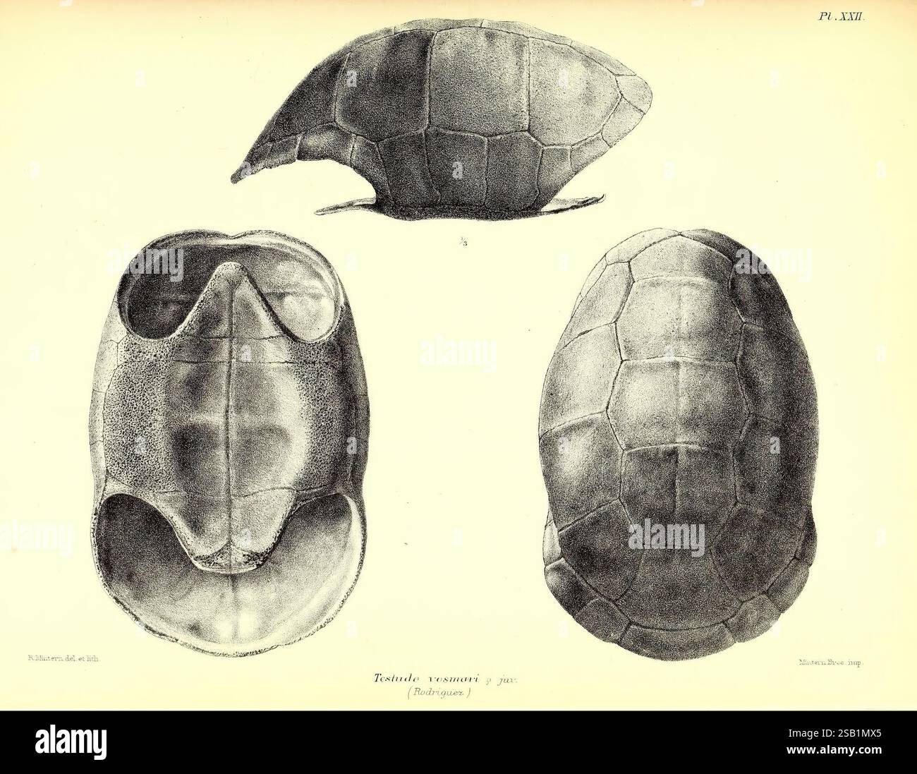 The, gigantic, land-tortoises, (living, and, extinct), in, the ...